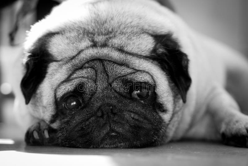 Saddest pug face mono stock photo. Image of nose, rolls - 65473516