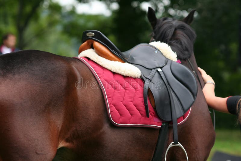 Saddle stock image. Image of champion, dominate, pretty - 1192883