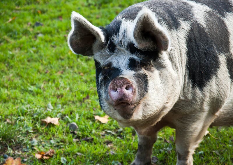 Saddle-back pig stock photo. Image of animal, saddle - 17897504