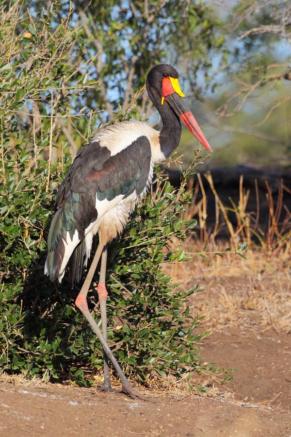 Saddle-billed Stork stock image. Image of stork, white - 20892981