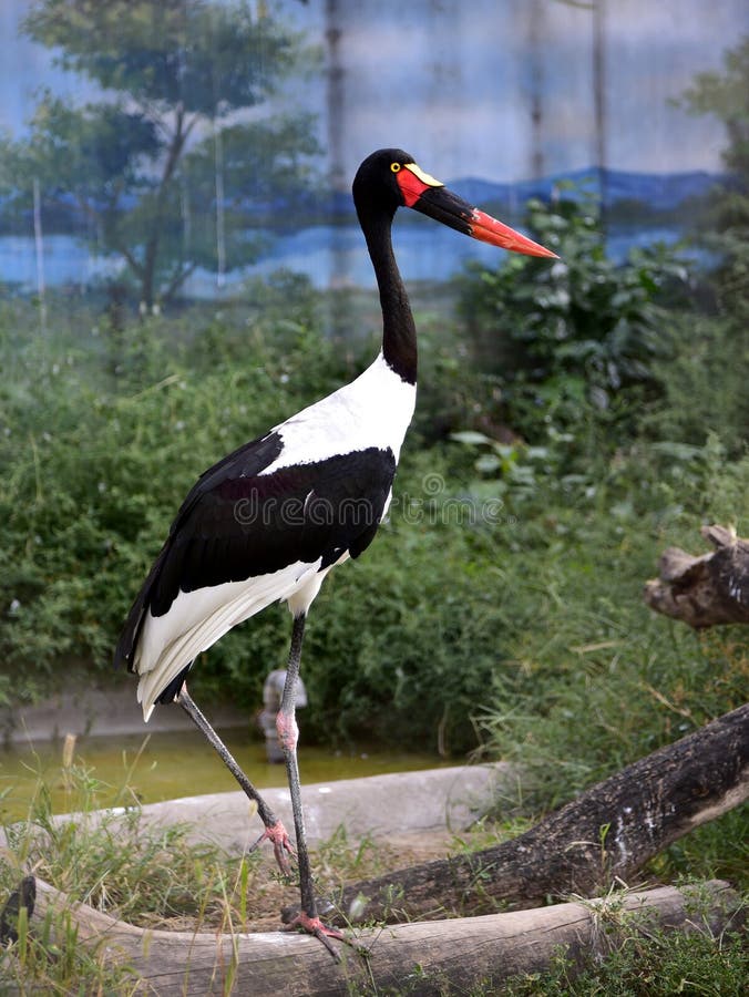 Saddle-billed Stork stock photo. Image of cute, crowned - 58873808