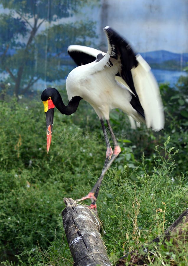 Saddle-billed Stork stock image. Image of billed, tire - 58755269