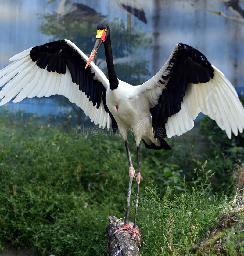Saddle-billed Stork stock photo. Image of bird, tire - 58755434