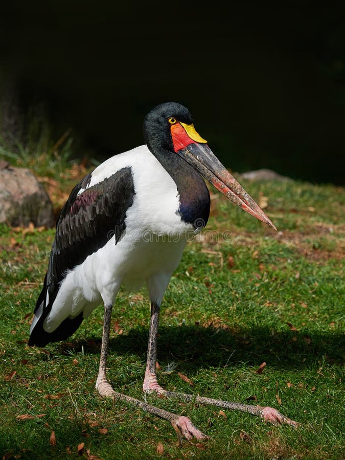 Saddle-billed Stork Resting On Grass Stock Photo - Image of brown, beak ...