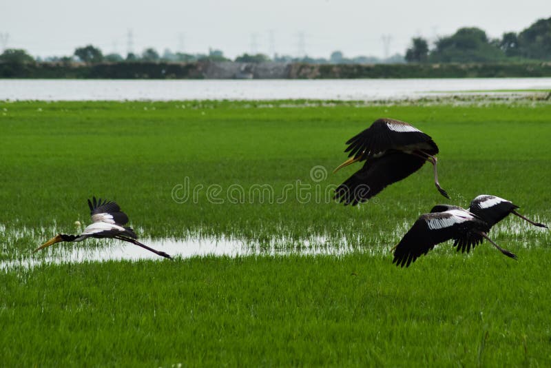 Saddle-billed stork fly stock photo. Image of plant - 199885546
