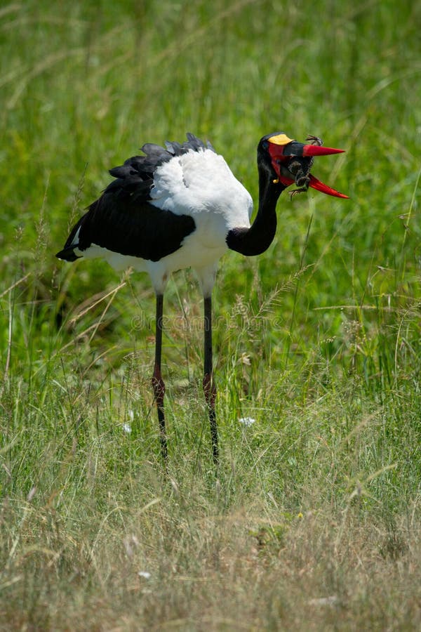Saddle-billed Stork in Long Grass Holding Frog Stock Photo - Image of ...