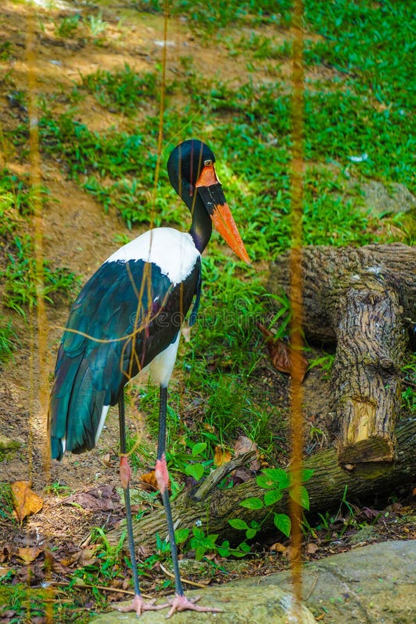Saddle build stork profile stock photo. Image of saddlebilled - 329704646