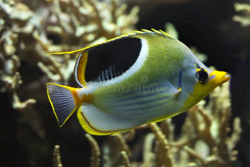 The Saddle Butterflyfish Chaetodon Ephippium. Stock Image - Image of ...