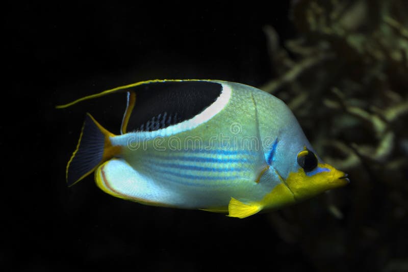 The Saddle Butterflyfish Chaetodon Ephippium. Stock Image - Image of ...