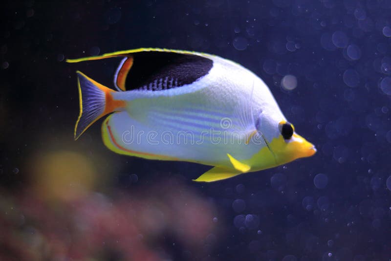 Saddleback Butterflyfish stock photo. Image of scuba - 30931796