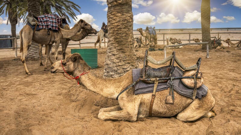 Saddle on camelback stock photo. Image of bridle, landscape - 269327878