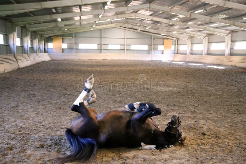 Saddle Horse Having Fun in Riders Hall Stock Photo - Image of empty ...