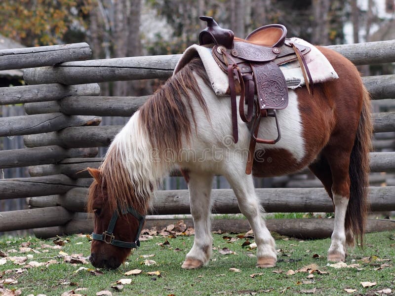 Saddle Horse stock image. Image of saddle, farm, ride - 45402031