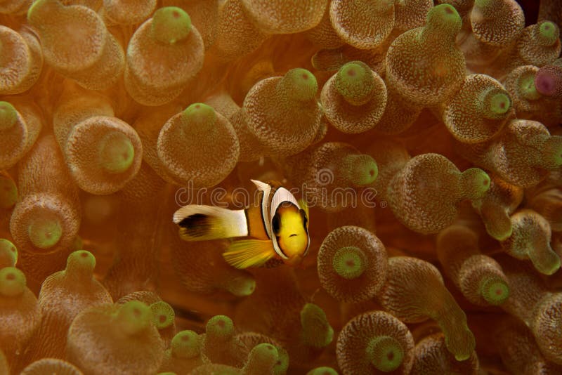 Pink Dorid Nudibranch (portrait) Stock Photo - Image of indopacific ...