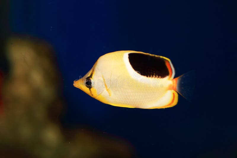 Saddleback Butterflyfish stock photo. Image of scuba - 30931796