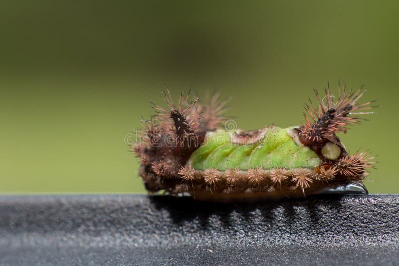 Saddleback 4 stock photo. Image of spiny, animal, insect - 81626726