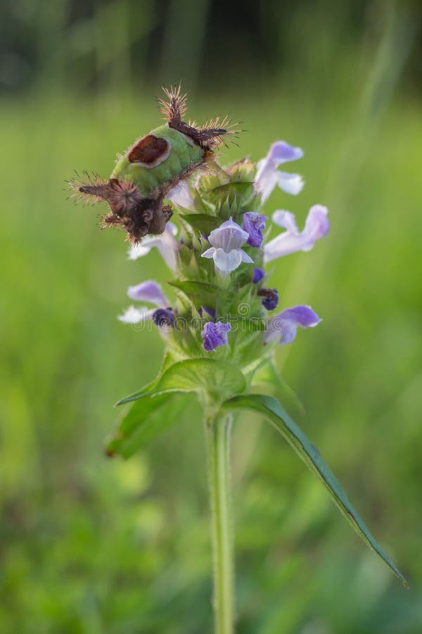 Saddleback Caterpillar Stock Photos - Free & Royalty-Free Stock Photos ...