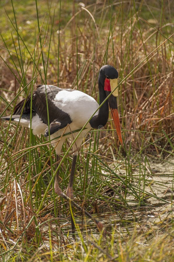 Saddlebill stork stock photo. Image of walking, bird - 38304634