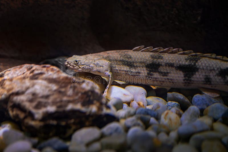 Saddled Bichir - Freshwater Fish Stock Image - Image of biology ...