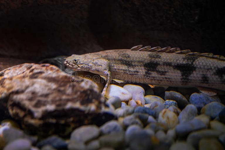 Saddled Bichir - Freshwater Fish Stock Image - Image of biology ...