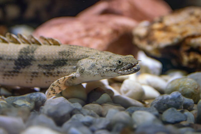 Saddled Bichir - Freshwater Fish Stock Image - Image of actinopterygii ...