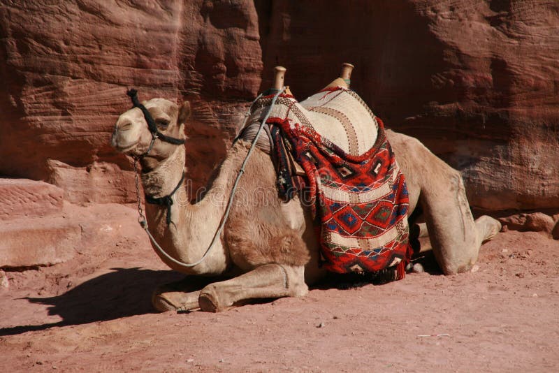 Saddled camel. stock image. Image of traditional, desert - 83285731