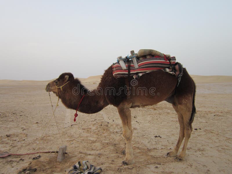 The saddled camels stock image. Image of camel, saddle - 84761337