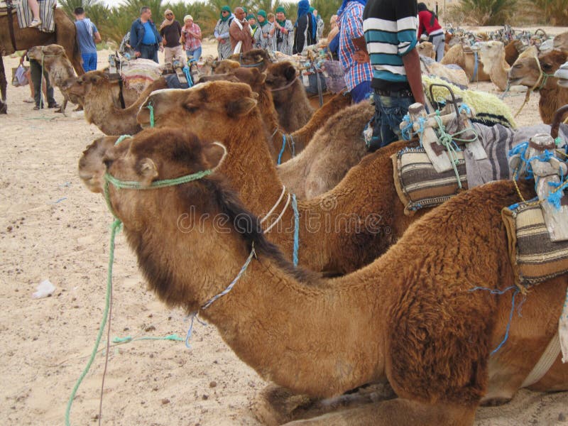 Two Saddled Camels Lying in Desert. Editorial Stock Photo - Image of ...