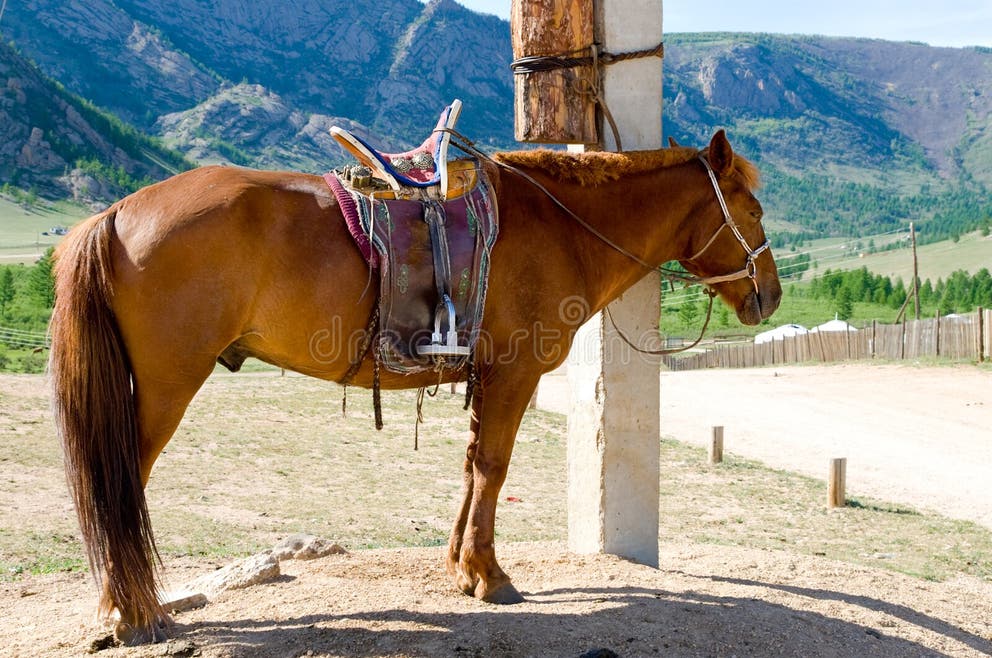 Saddled Horse at Tethering Post Stock Image - Image of animal, rural ...