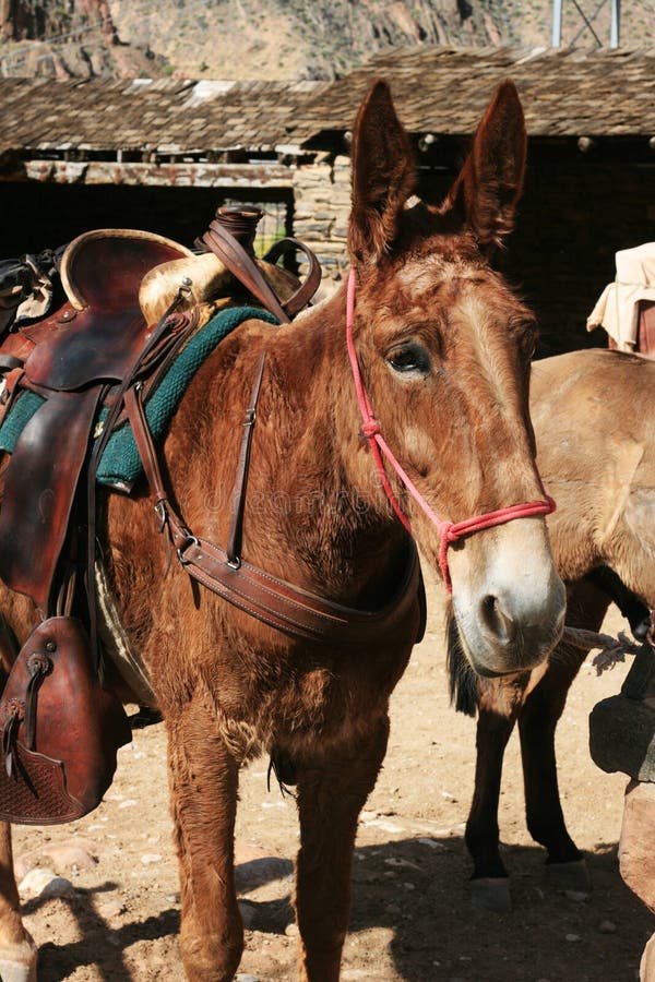 Saddled mule stock photo. Image of worn, exhausted, canyon - 14017482