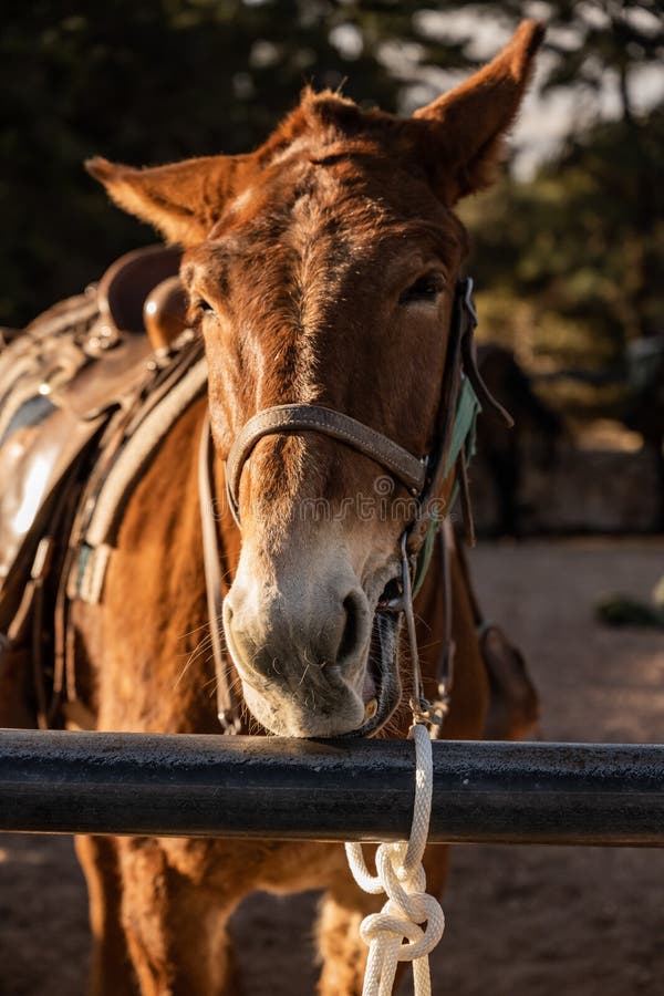 Saddled Mule Gnaws on Metal Bar of Fence Stock Image - Image of light ...