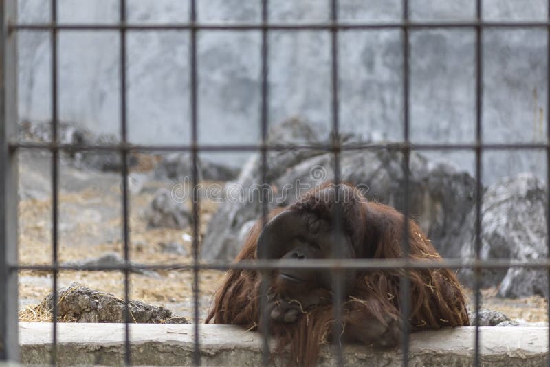 Saddness Wildlife Orangutan Monkey Live in Prison Zoo Cage Stock Photo ...