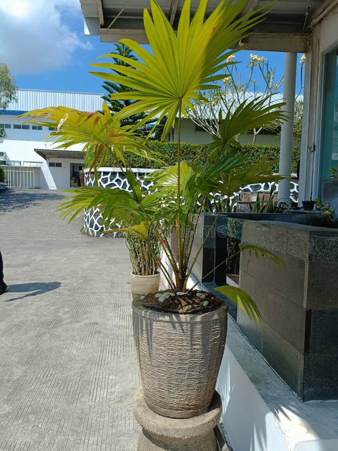 A Sadeng Palm Plant Located in the Yard with Cement Pots during the Day ...