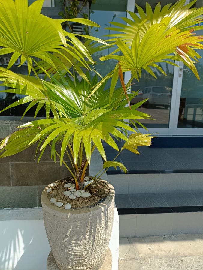 Sadeng Palm Plant Stock Photos - Free & Royalty-Free Stock Photos from ...