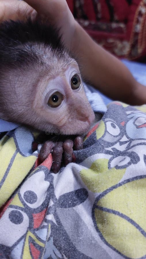 Sadness baby monkey stock photo. Image of 2023, sadness - 275823556