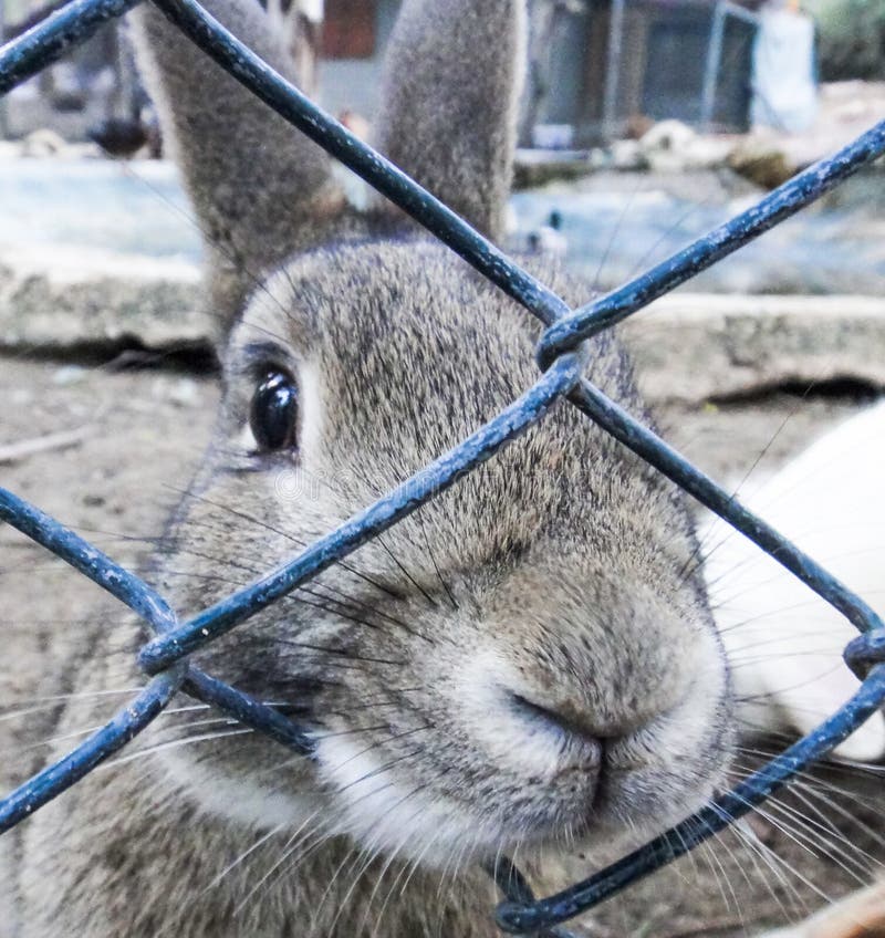Sadness of rabbit stock image. Image of turkey, rabbit - 67364581