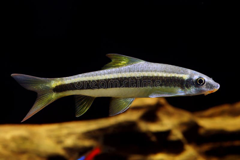 SAE stock image. Image of oblongus, aquarium, cleaner - 24344877