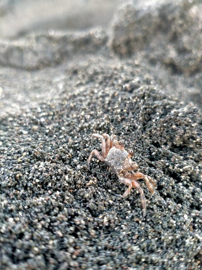 Saebaby Stock Photos - Free & Royalty-Free Stock Photos from Dreamstime