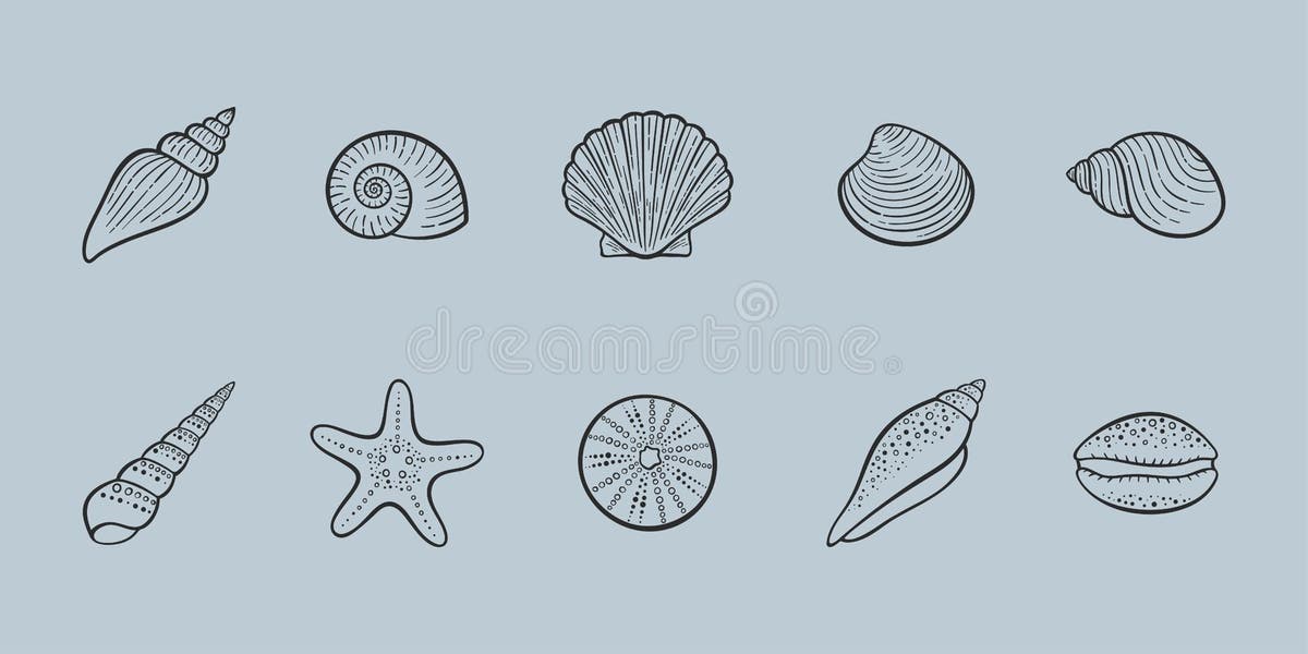 Scallop Shell Line Drawing Stock Illustrations – 1,315 Scallop Shell ...