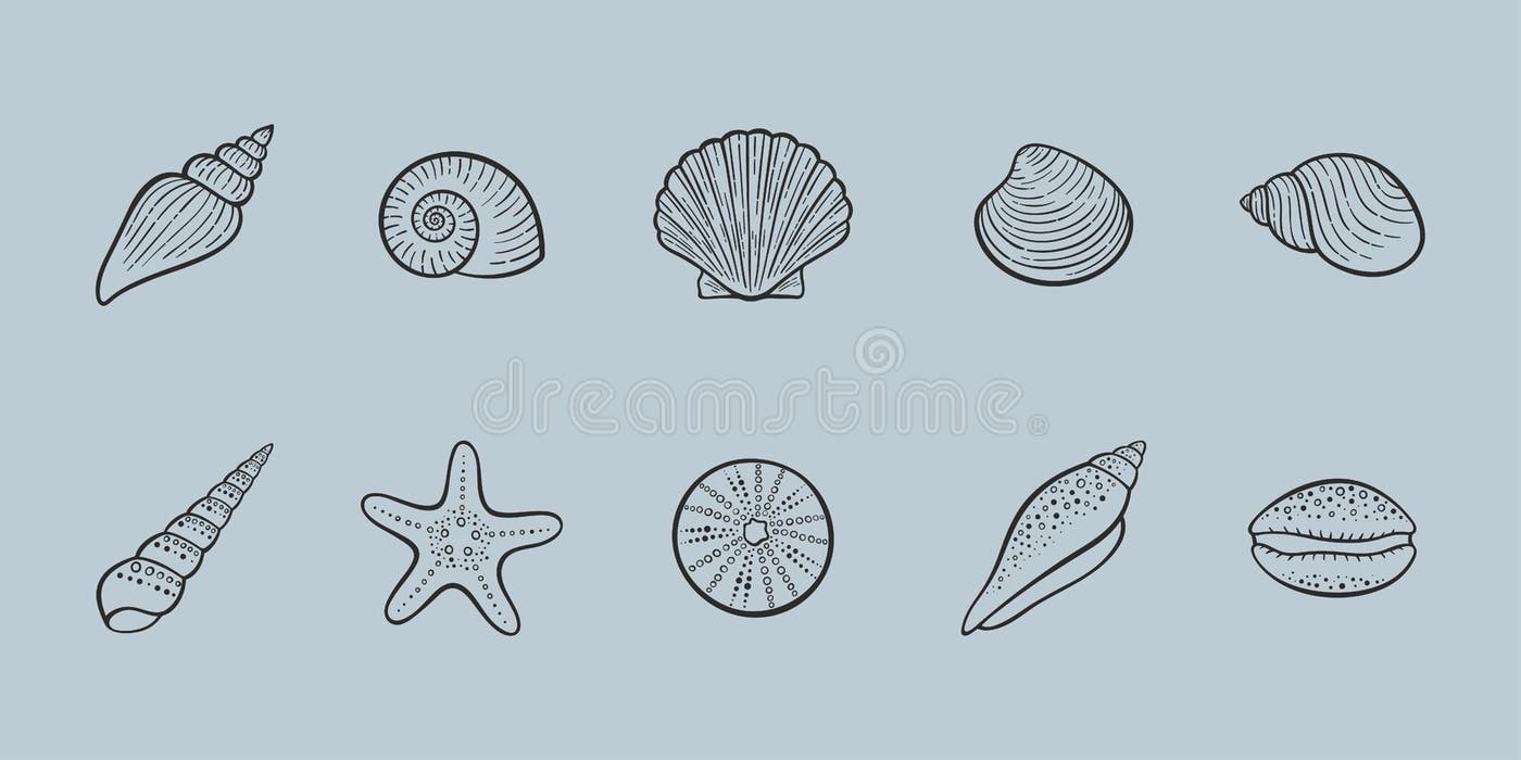 Scallop Shell Line Drawing Stock Illustrations – 1,315 Scallop Shell ...