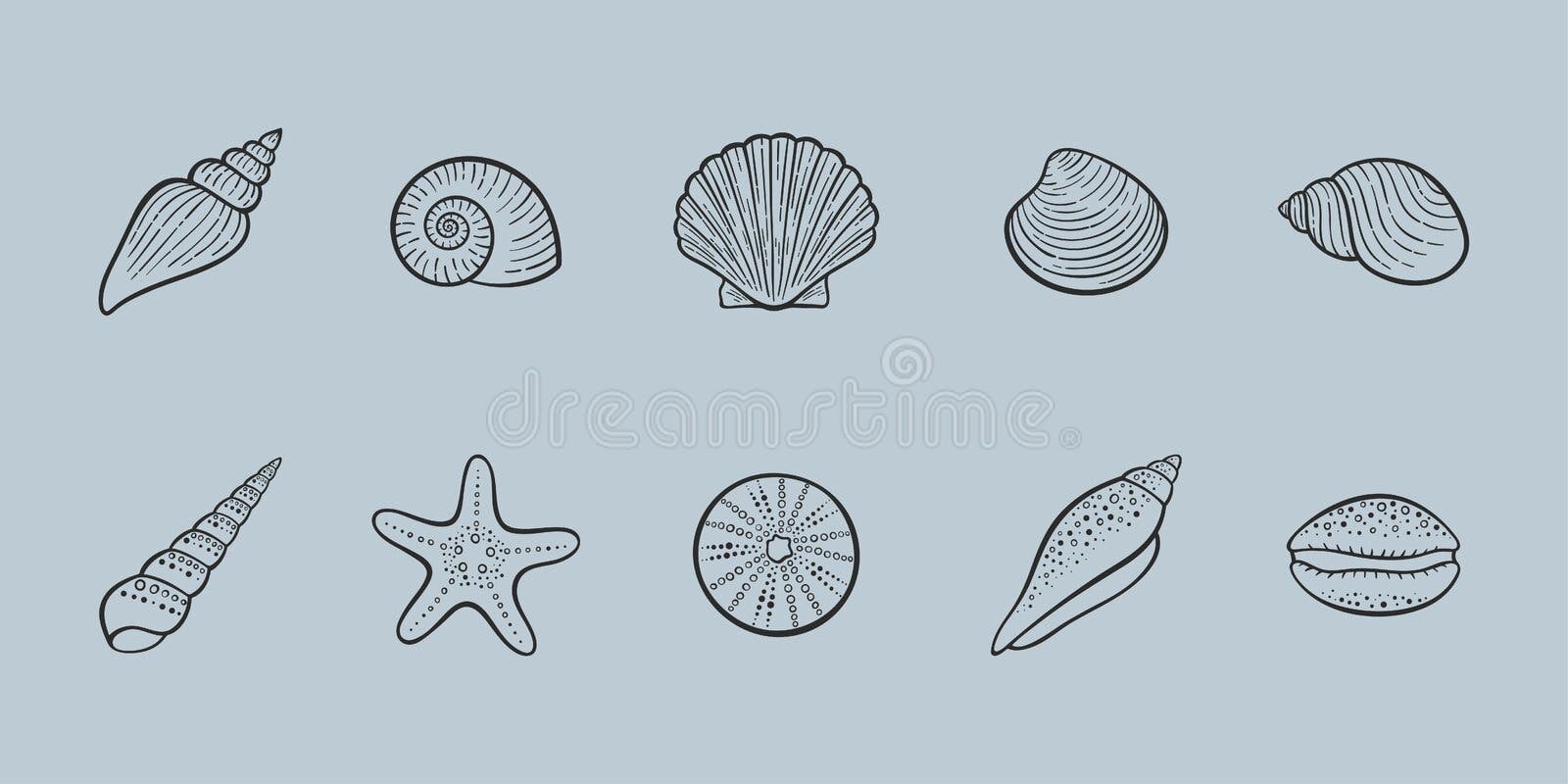 Scallop Shell Line Drawing Stock Illustrations – 1,315 Scallop Shell ...