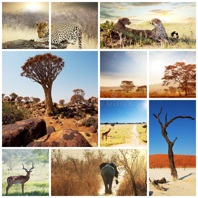 Namibia Desert Collage Stock Photos - Free & Royalty-Free Stock Photos ...