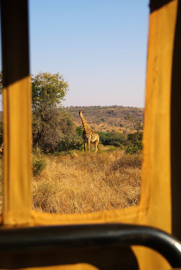 La savane Afrique image stock. Image du afrique, savane - 15913747