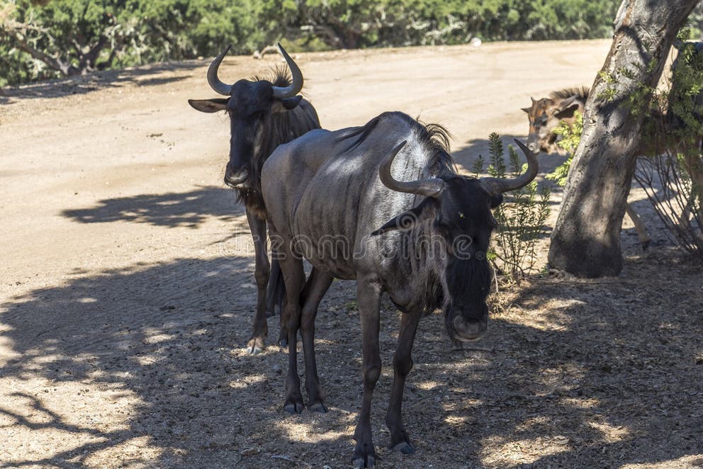 Safari Animals in the Shade of a Tree Stock Photo - Image of hunter ...
