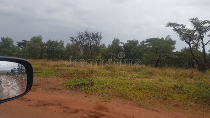 Safari bushveld trees stock image. Image of agriculture - 278233767