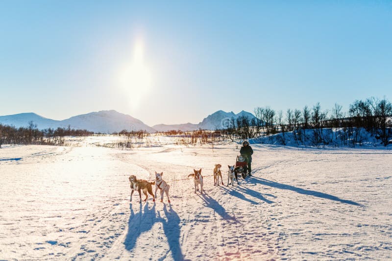 Safari fornido foto de archivo. Imagen de activo, noruega - 111880240