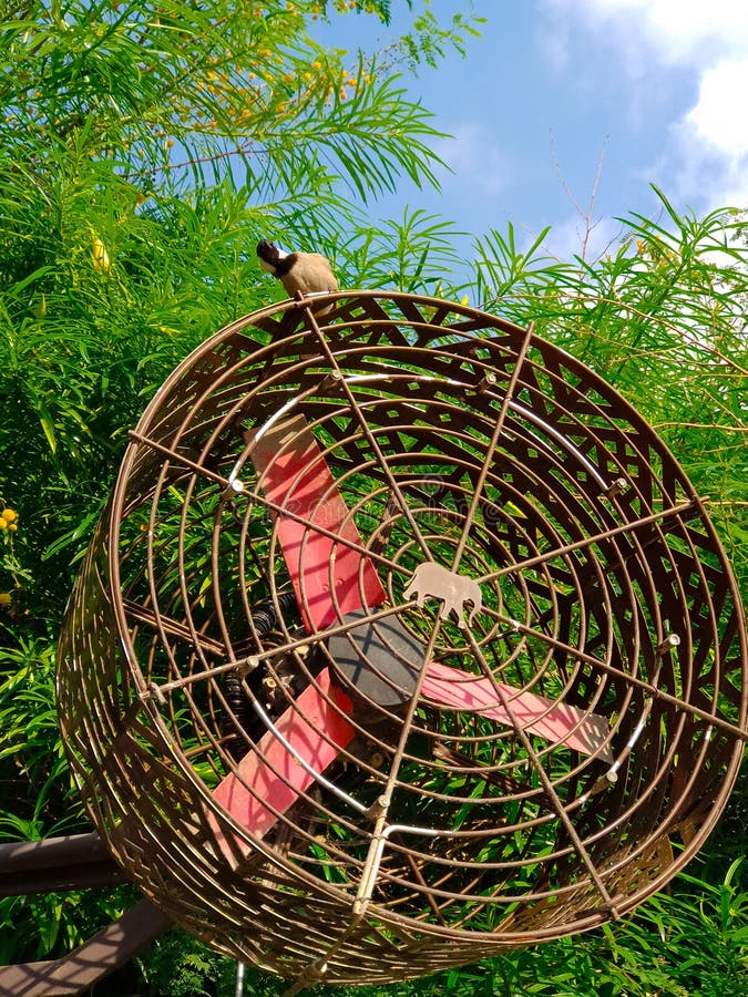 Safari Fan stock image. Image of garden, soil, leaf - 266484467