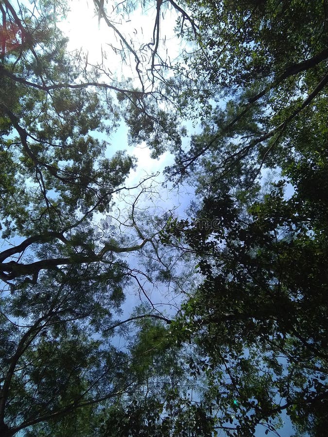 Safari Jungle& X27;s Blue Sky Stock Photo - Image of safari, blue ...