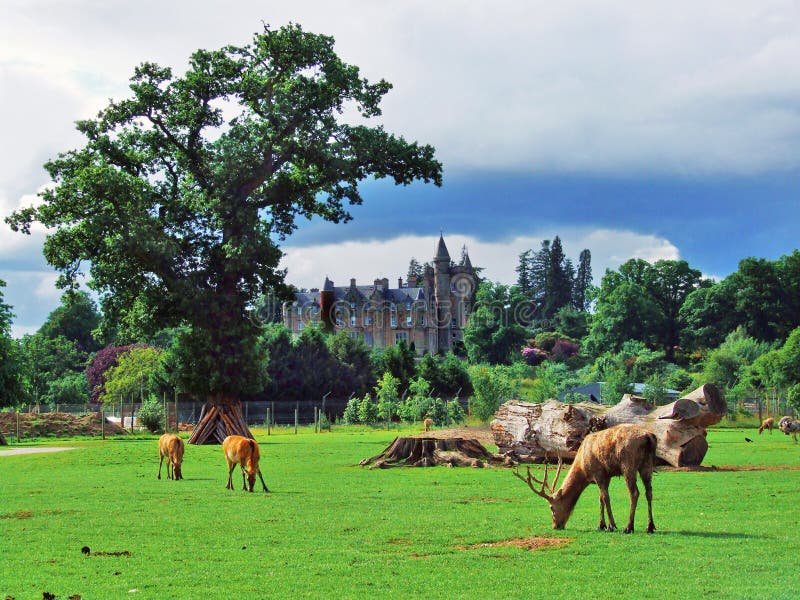 Safari Park with Deer and a Castle in Scotland Stock Photo - Image of ...