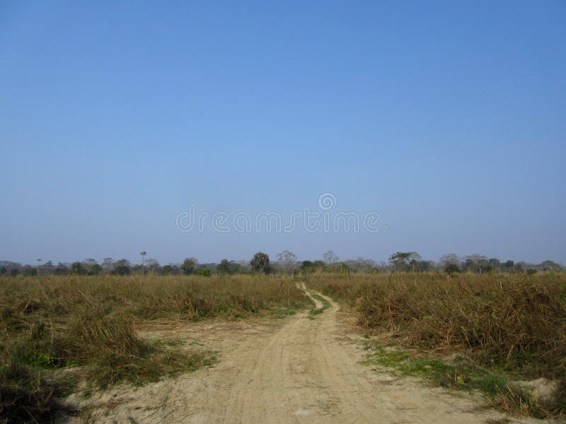 Safari Road stock photo. Image of sandy, flora, chitwan - 49772660